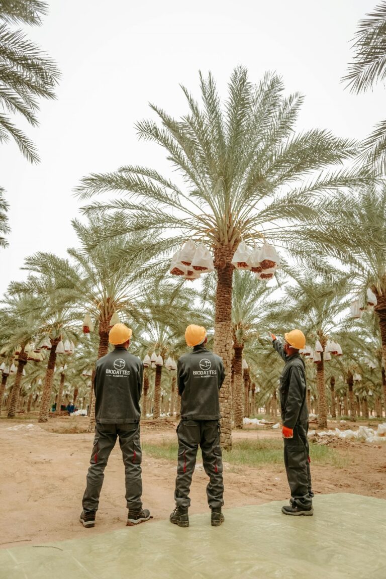 Medina Dates Factory – Medina Dates Factory